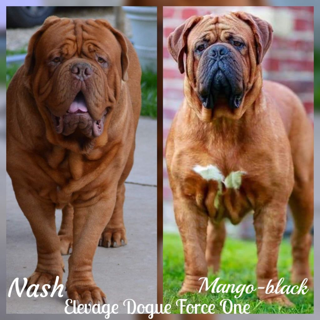 Accueil - Elevage Dogue Force One - eleveur de chiens Dogue de Bordeaux