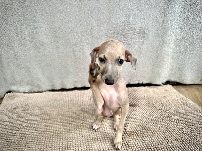 Chiots de race Petit Levrier Italien LOF à vendre en France