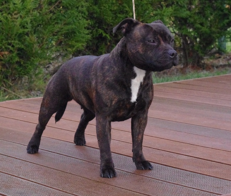Photo - Elevage Of English Stafford - eleveur de chiens Staffordshire ...