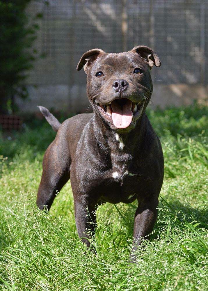 Chiot - Elevage Of Havannah Staff - éleveur de chiens Staffordshire ...