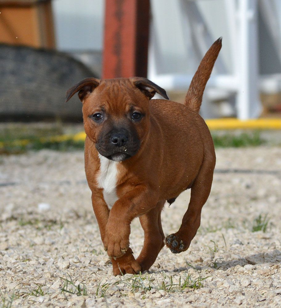 Chiot - Elevage Of Havannah Staff - éleveur de chiens Staffordshire ...