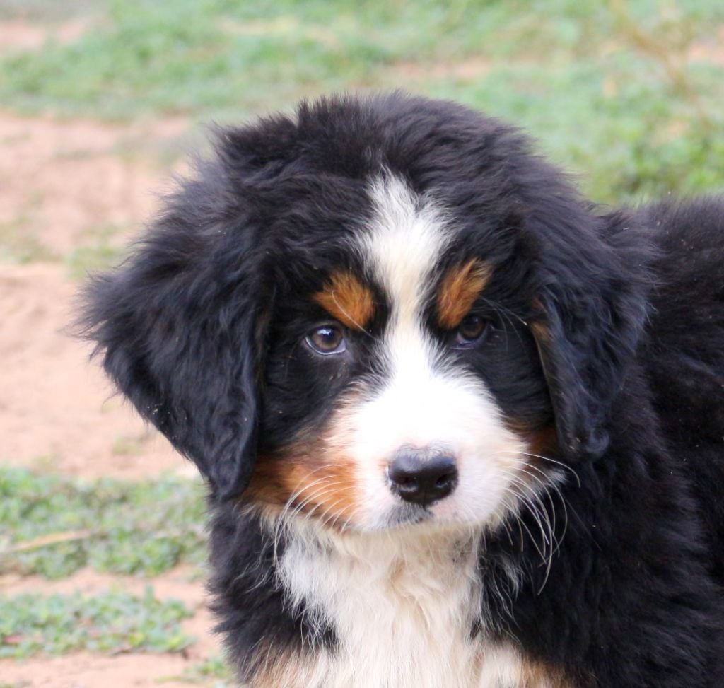 Chiots à vendre - Elevage Du Clan D'Eole - Bouvier bernois