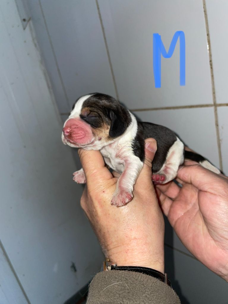 Chiot Beagle - CHIOT 5 Du Domaine Des Loups Mer