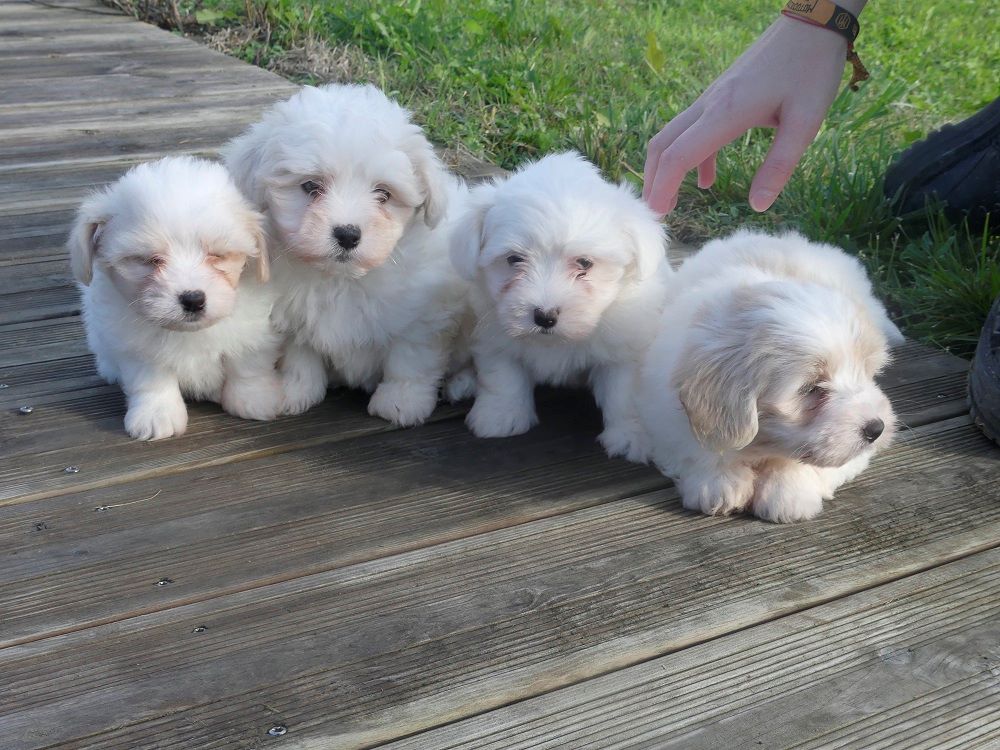 Chiot - Elevage du Domaine des Ecorces - eleveur de chiens Coton de Tulear
