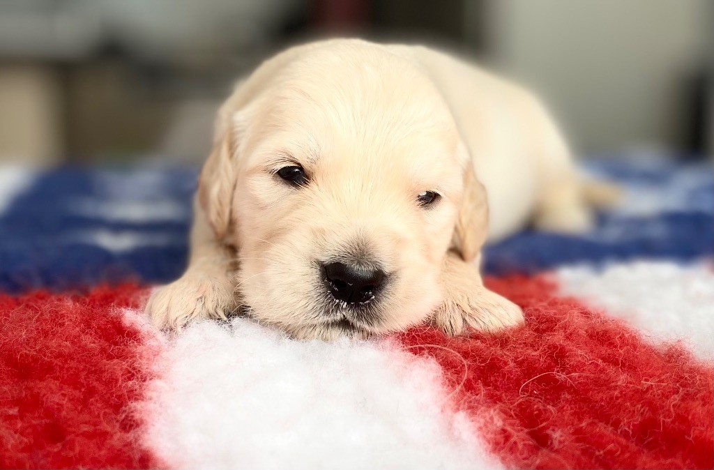 Chiot Golden Retriever - Collier Rouge Catch The Dream