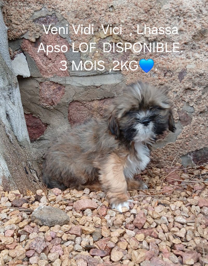 Chiot Lhassa Apso - VENI VIDI VICI Des Gardiens Des Reves Sous Dun