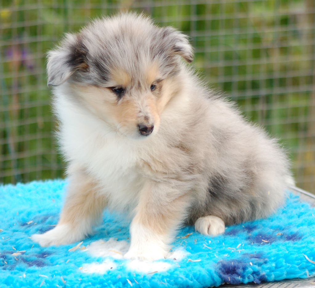 Chiot - Elevage De cathyja - colley poil long - Rough collies