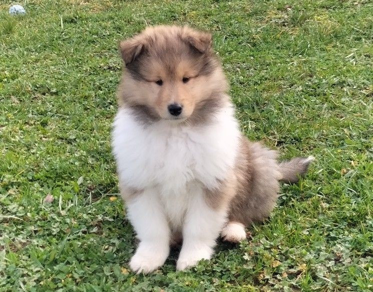 Chiots de la race Colley à poil long disponibles sur chiots-de-france