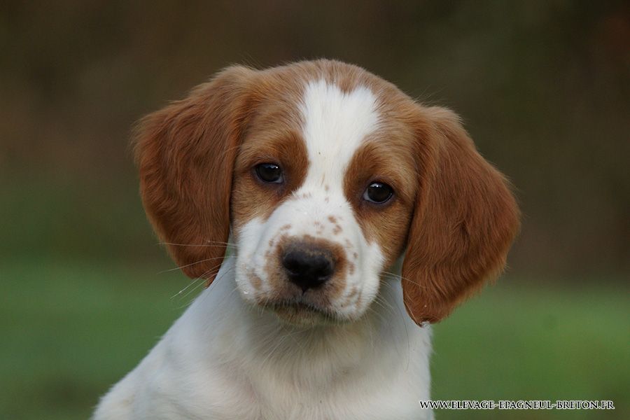 Chiot - Elevage Du fief des kallistos - eleveur de chiens Epagneul Breton