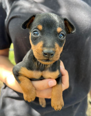 Chiots de race Pinscher nain LOF à vendre en France