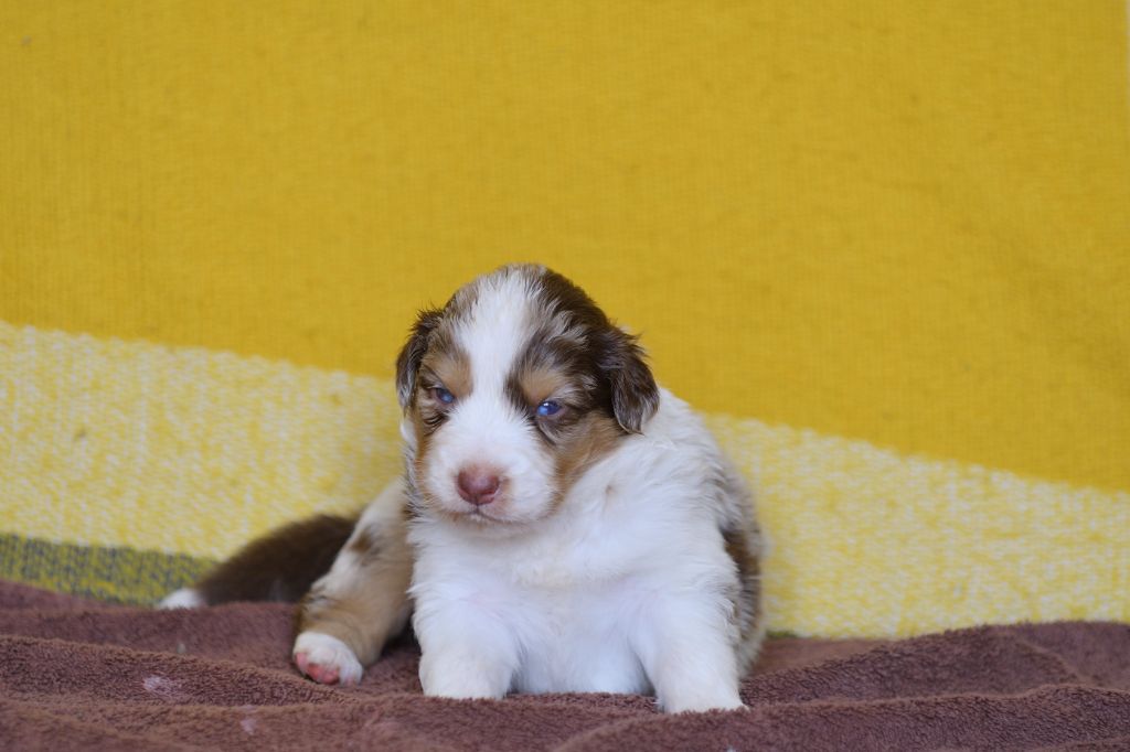 Chiot Berger Australien - Mâle rouge merle Du sanctuaire des erinnyes