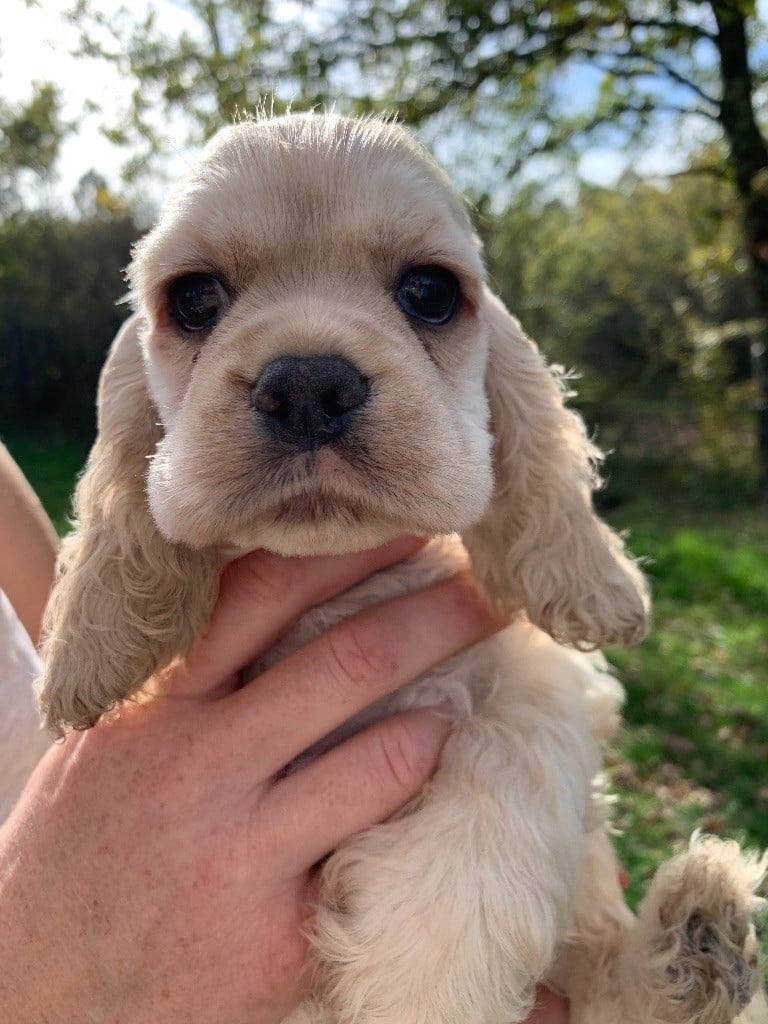 Chiots de la race American Cocker Spaniel disponibles sur chiots-de-france