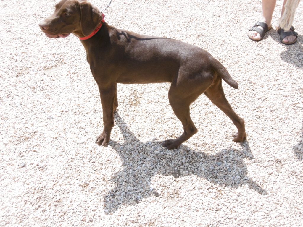 Tous nos chiots à vendre de race Braque allemand à poil court en France