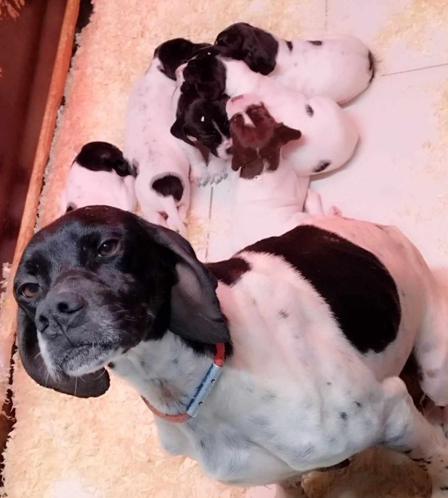 Chiots de la race Pointer disponibles sur chiots-de-france