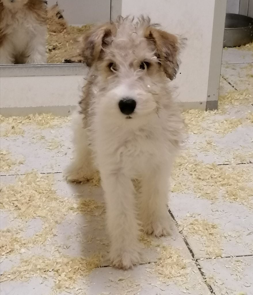 Tous nos chiots à vendre de race Fox Terrier Poil Dur en France