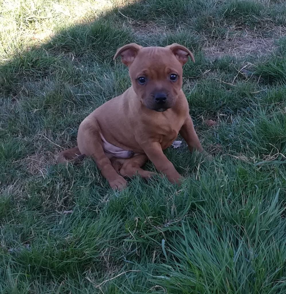 Chien Staffordshire Bull Terrier Paco Small Red Stafford