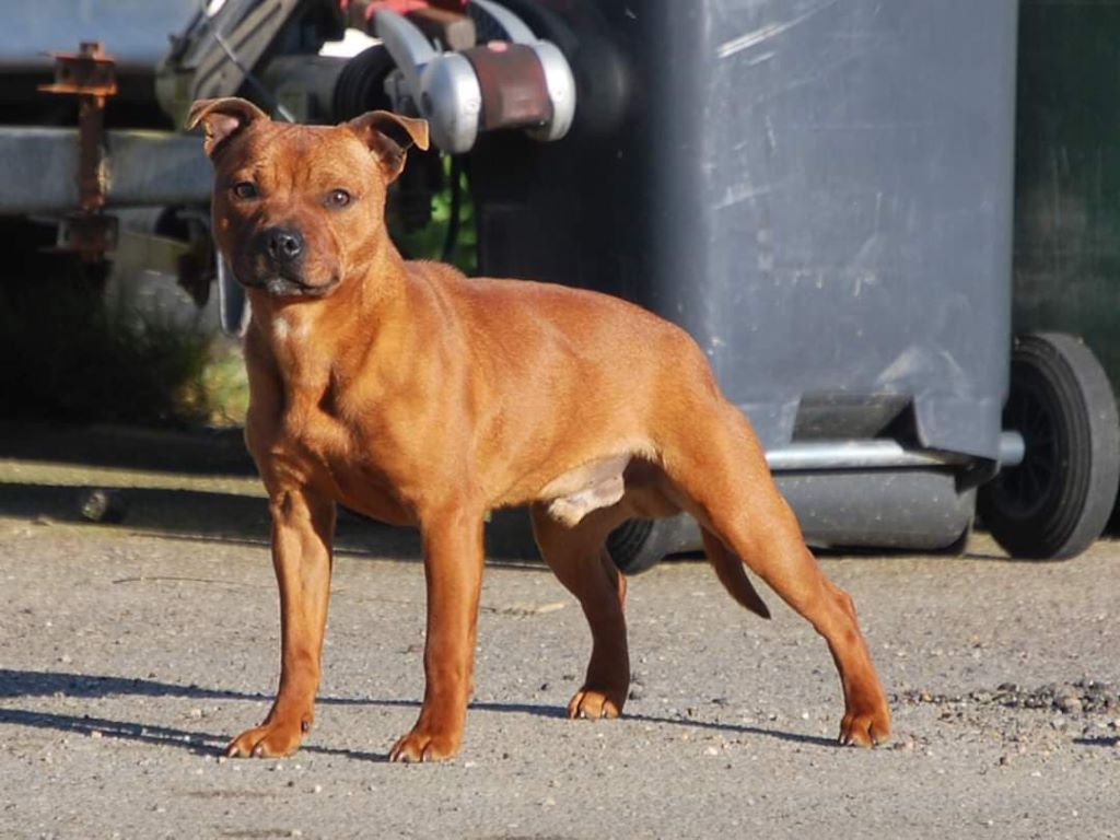 Chien Staffordshire Bull Terrier Paco Small Red Stafford