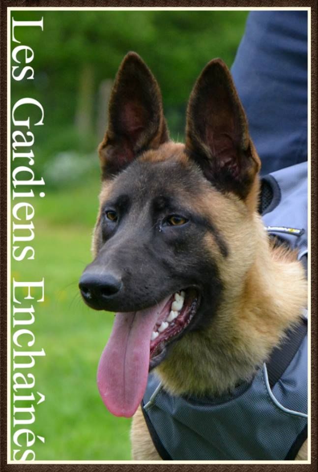 Chien Berger Belge Nina Des Gardiens Enchainés