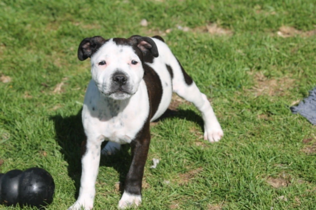 Chiots de race Staffordshire Bull Terrier en Nouvelle-Aquitaine