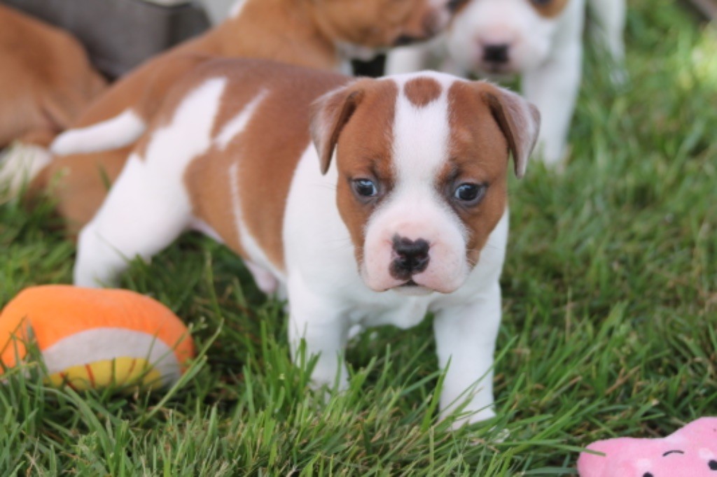 Chiot Staffordshire Bull Terrier - Upper east side of supreme staffys ...