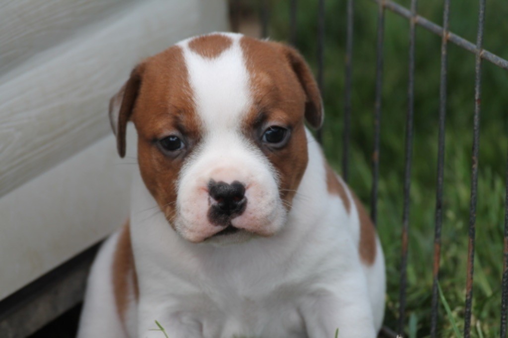 Chiot Staffordshire Bull Terrier - Upper east side of supreme staffys ...