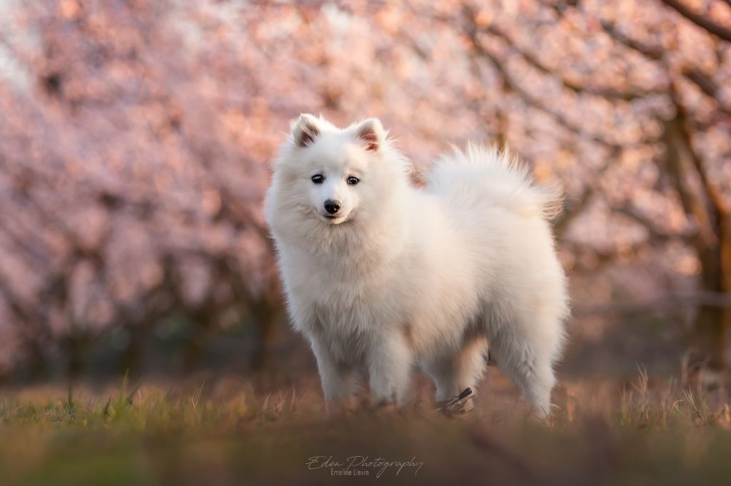 Accueil - Elevage Of Sakura Matsuri - eleveur de chiens Spitz japonais