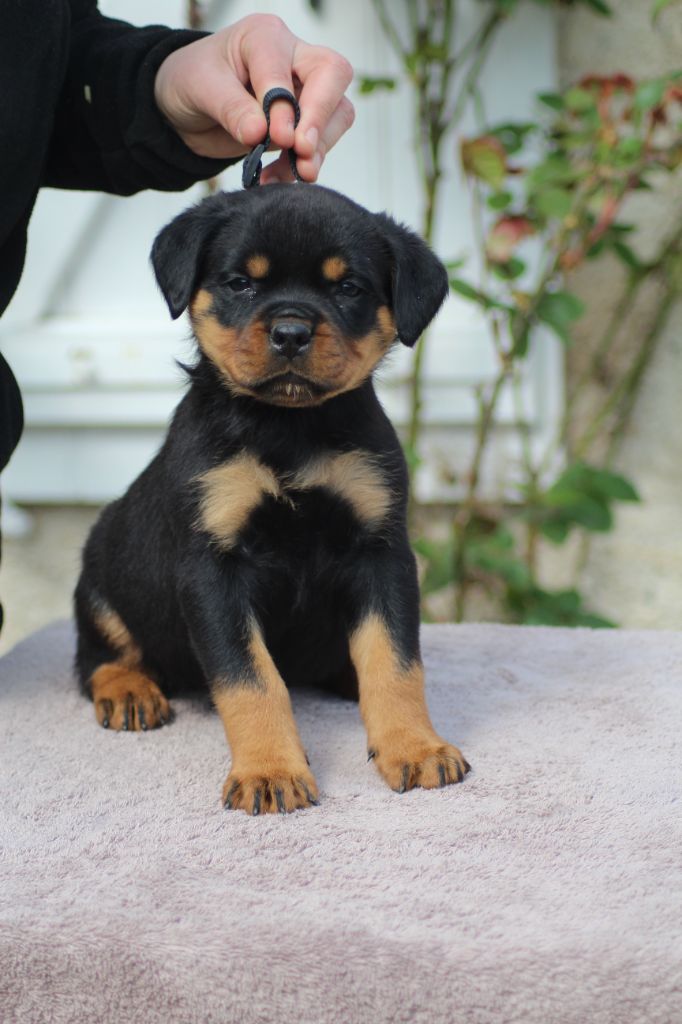 Chiot Rottweiler - CHIOT 1 De Castelsilano