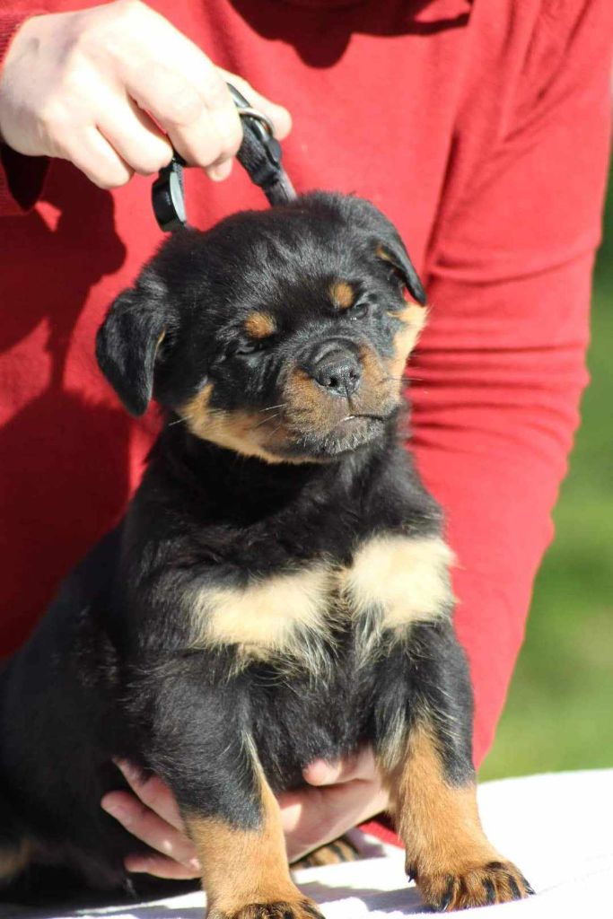 Chiot Rottweiler - CHIOT 5 De Castelsilano