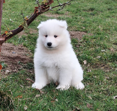 Chiots de race Samoyède LOF à vendre en France