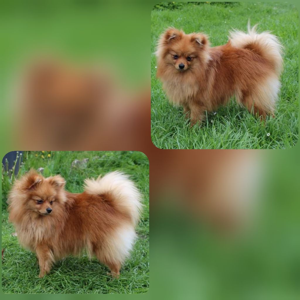 Accueil - Elevage Du Jardin D'Inaya - eleveur de chiens Spitz allemand