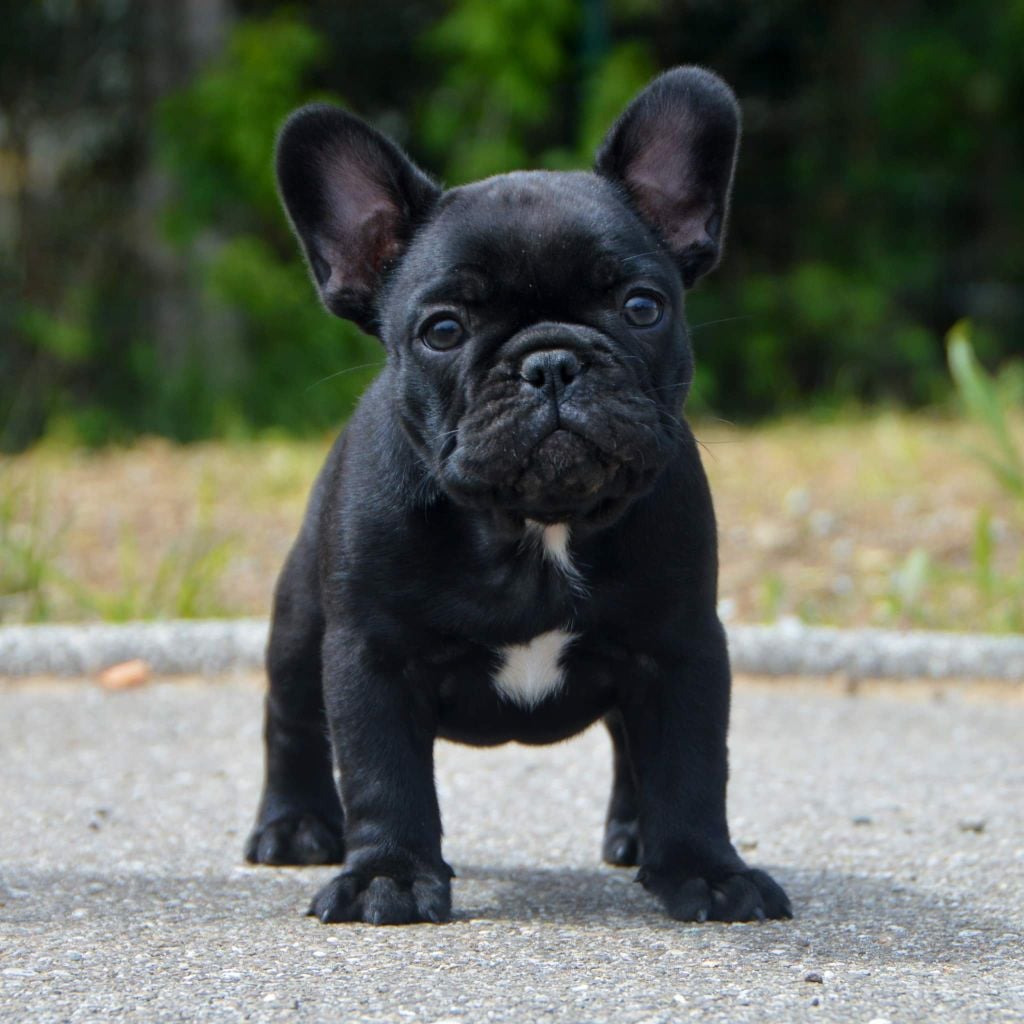 Accueil - Elevage De L'Idylle Sacrée - eleveur de chiens Bouledogue ...
