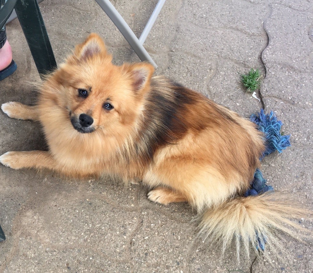 Accueil - Elevage De La Vallée Australe De Rione - eleveur de chiens ...