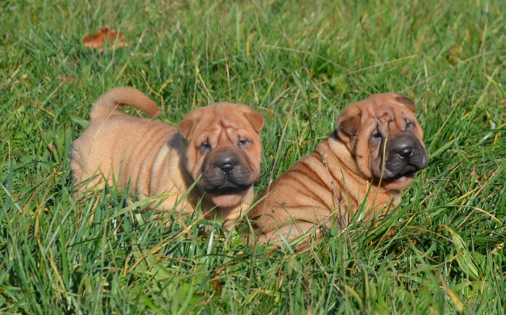 Chiot - Elevage Jazzy' Pei - eleveur de chiens Shar Pei