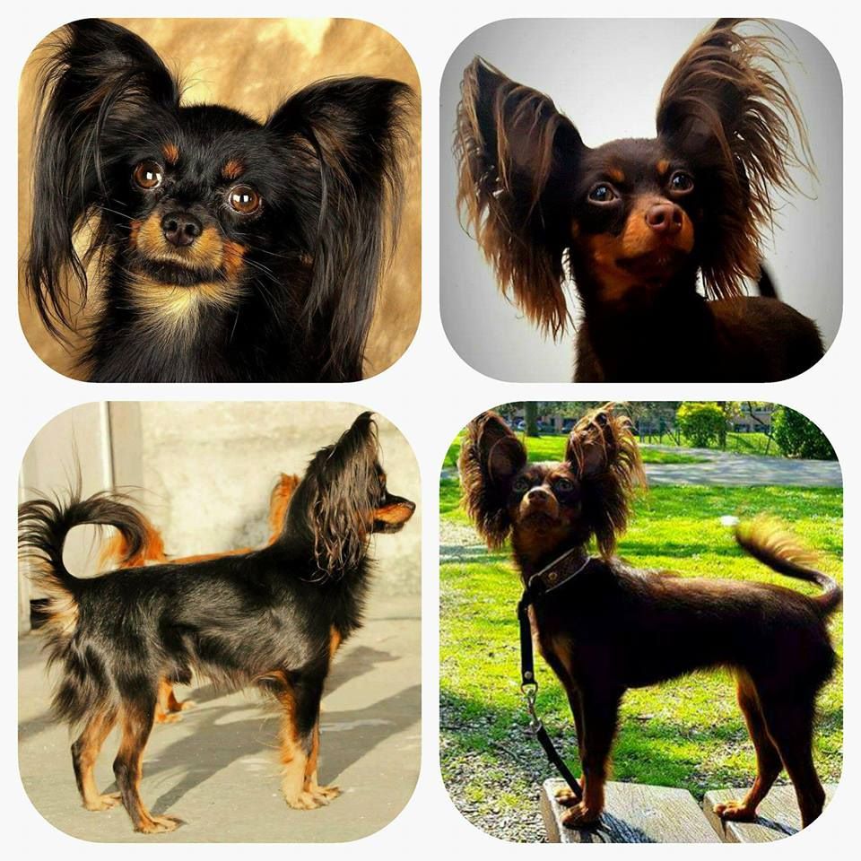 Chiot - Elevage Poupee Russe - eleveur de chiens Russkiy Toy (Petit ...