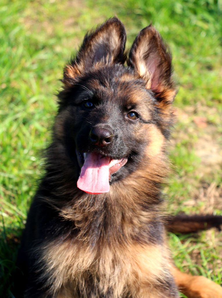 Chiot - Elevage Des Trois Lieux - eleveur de chiens Berger allemand