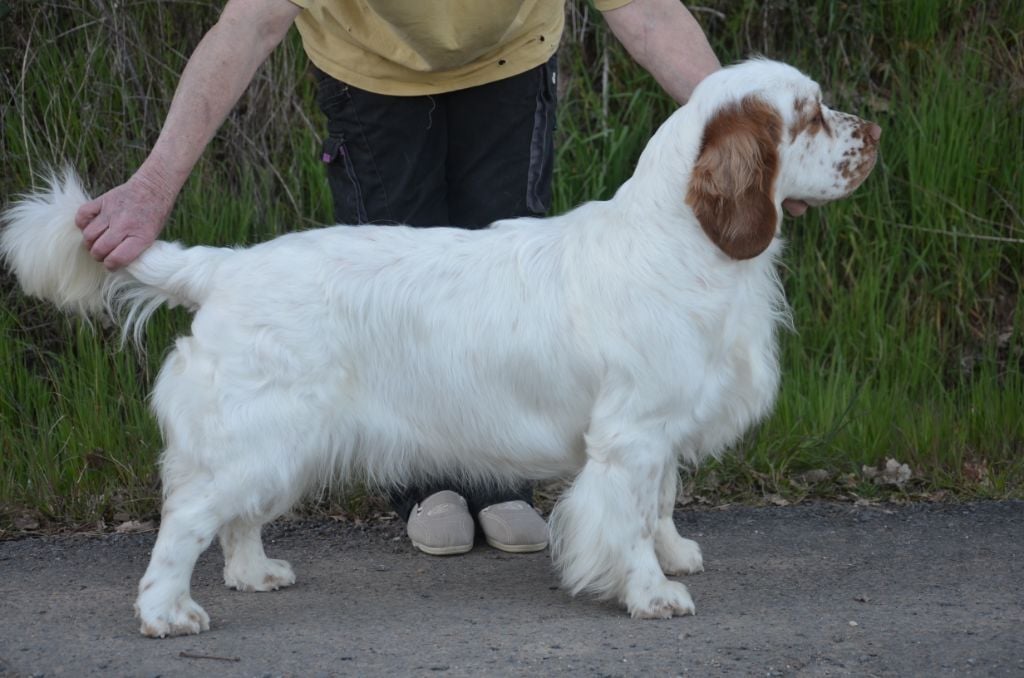 Chien Clumber Spaniel Bloody mary white roll