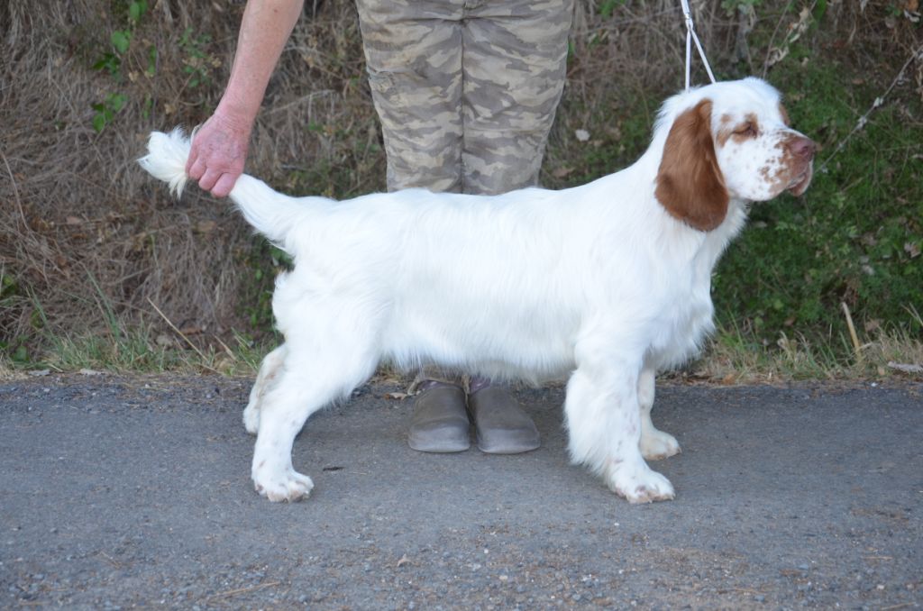 Chien Clumber Spaniel Bloody mary white roll