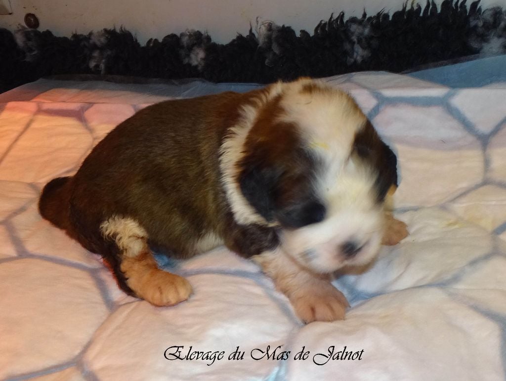 Chiot Chien du Saint-Bernard - collier rose clair du mas de Jalnot