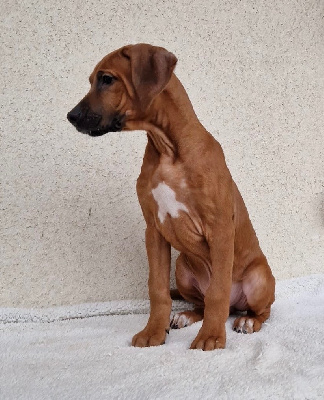 Chiots de race Rhodesian Ridgeback LOF à vendre en France