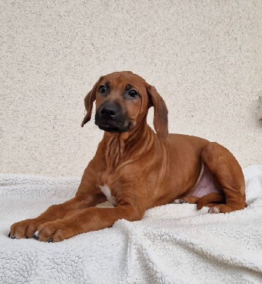 Chiots de race Rhodesian Ridgeback LOF à vendre en France