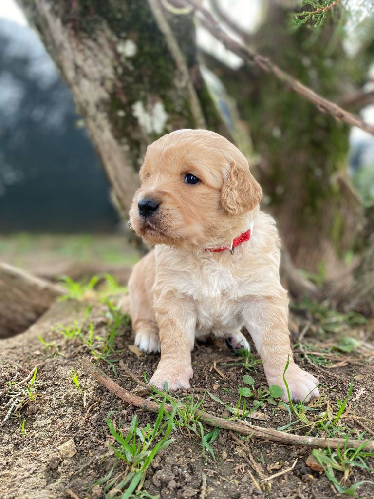 Chiot Golden Retriever - Chiot rouge De La Patte De L'émeraude