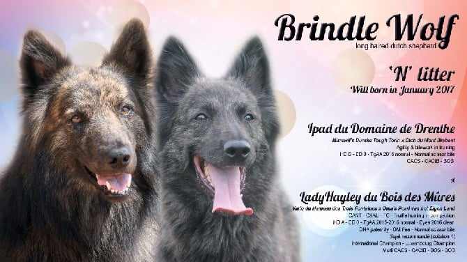 Accueil - Elevage Brindle Wolf - eleveur de berger hollandais poil long