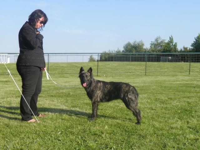 Photo - Elevage Brindle Wolf - eleveur de berger hollandais poil long