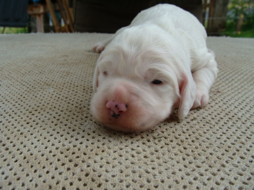 Chiot Setter Anglais - CHIOT De La Cabane De Case