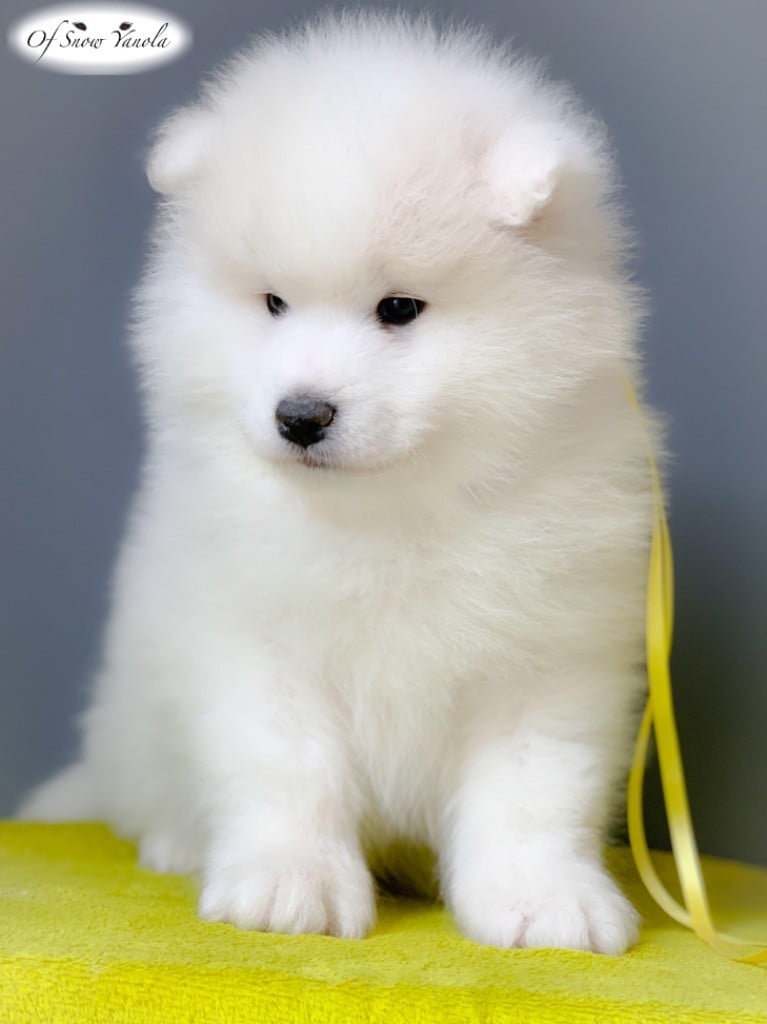 Chiot - Elevage familial chiens samoyedes of Snow Yanola - eleveur de ...