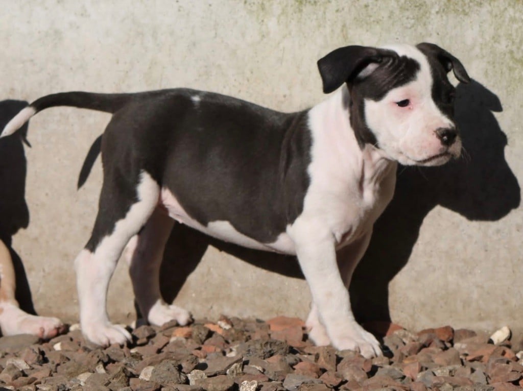 Chiot American Staffordshire Terrier - ALTESSE Distinct Origins