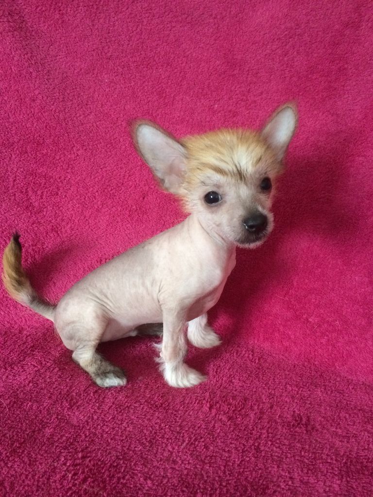 Chiot - Elevage Simply Chinese - eleveur de chiens Chien chinois à crête