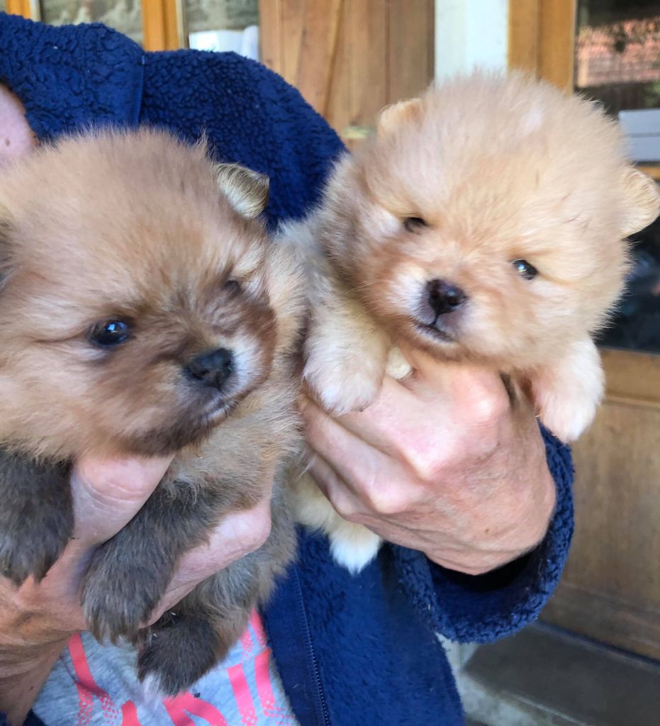 Sweety Fox Family Wesco