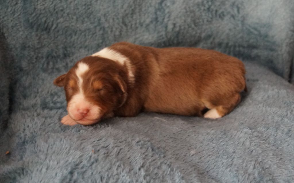 Chiot Berger Australien - Femelle RT 1 de la ferme de l'autre monde