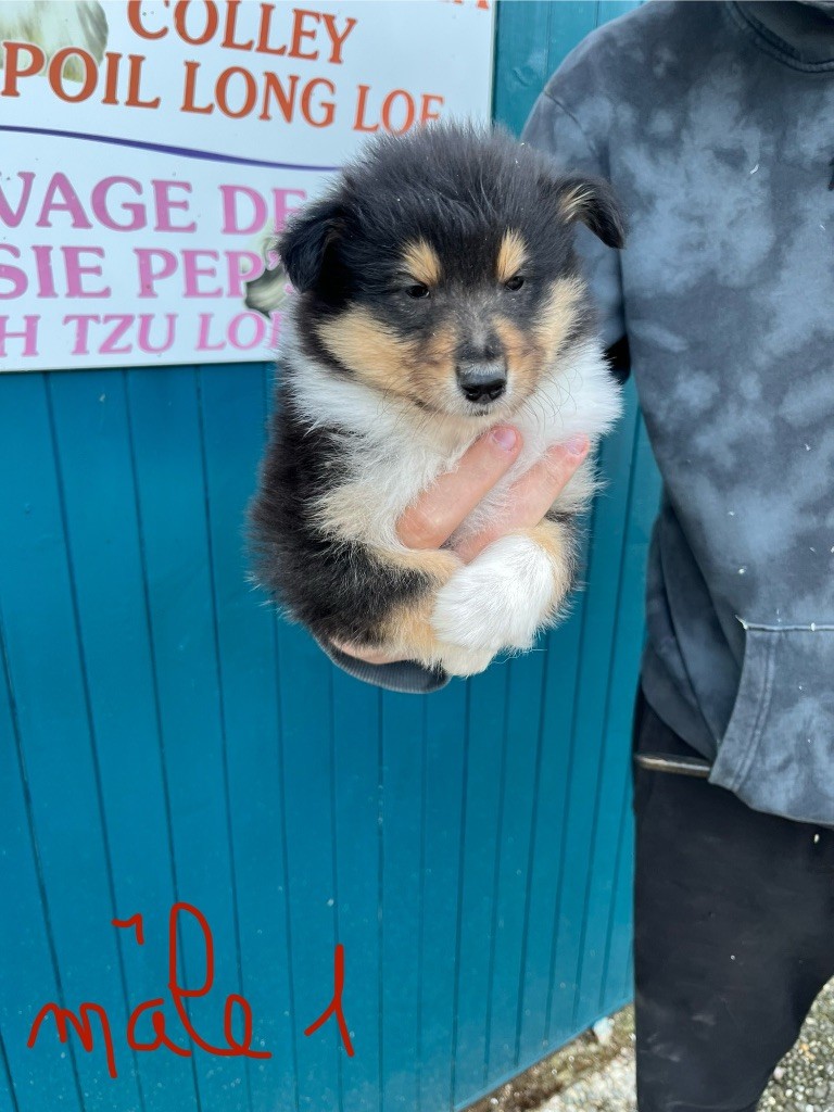 Chiot Colley à poil long - CHIOT De Pepsie Pep's